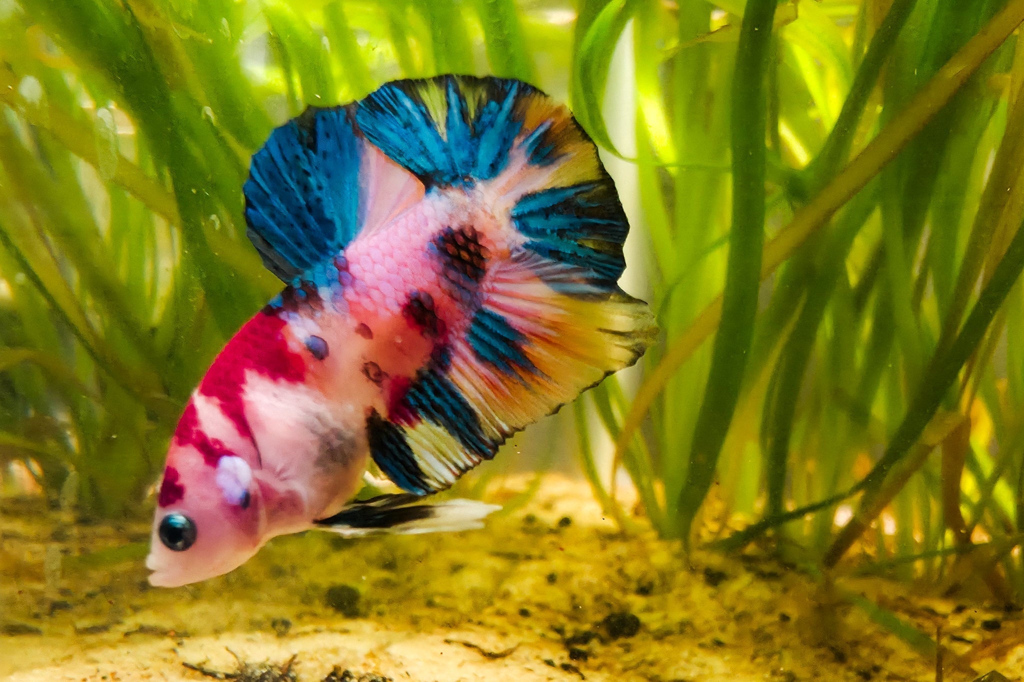 Breeding Bettas the Natural Way at LOMWILD